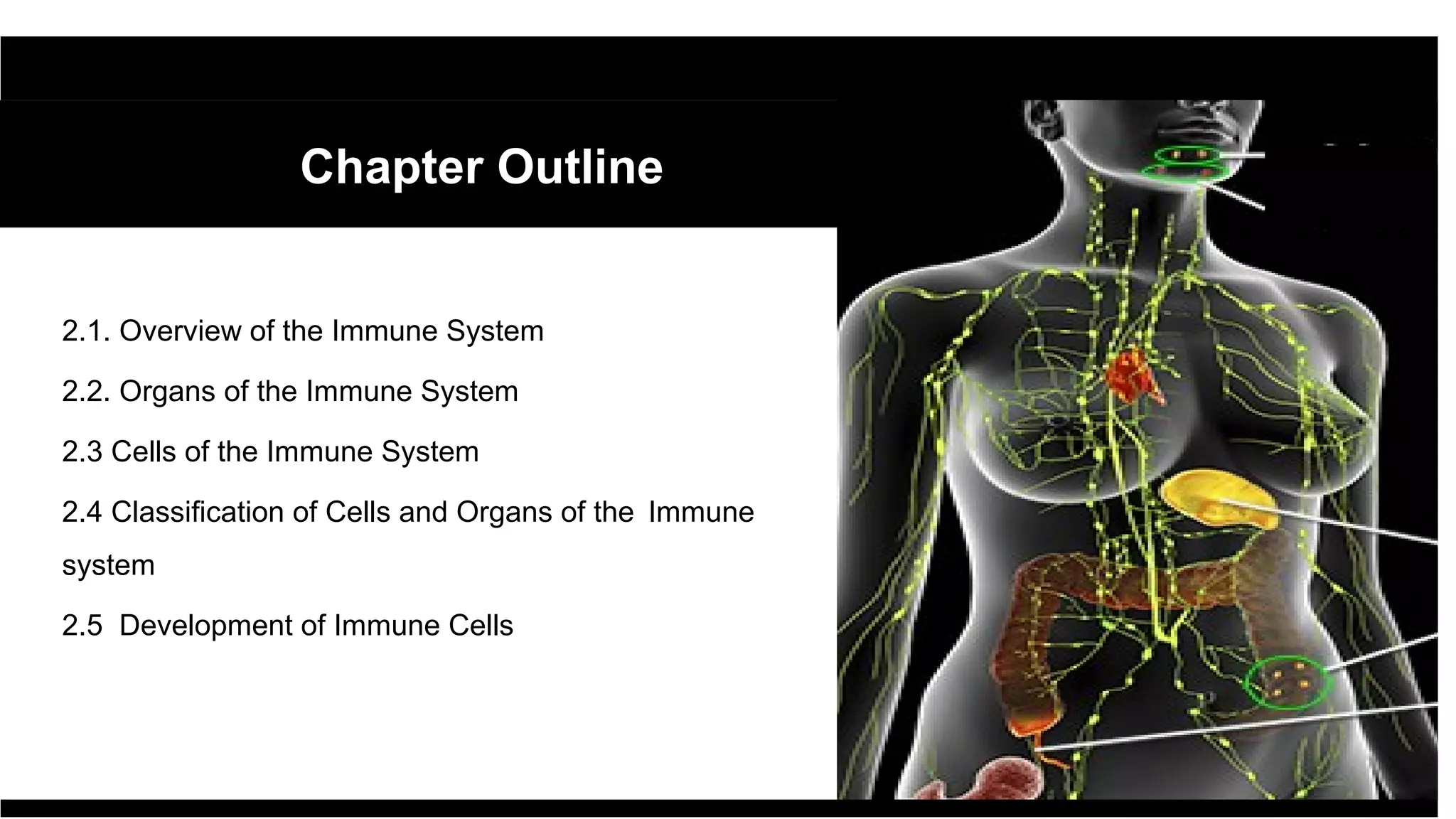 Chapter 2 Basic Immunology ( Cells & Organs) | PPT