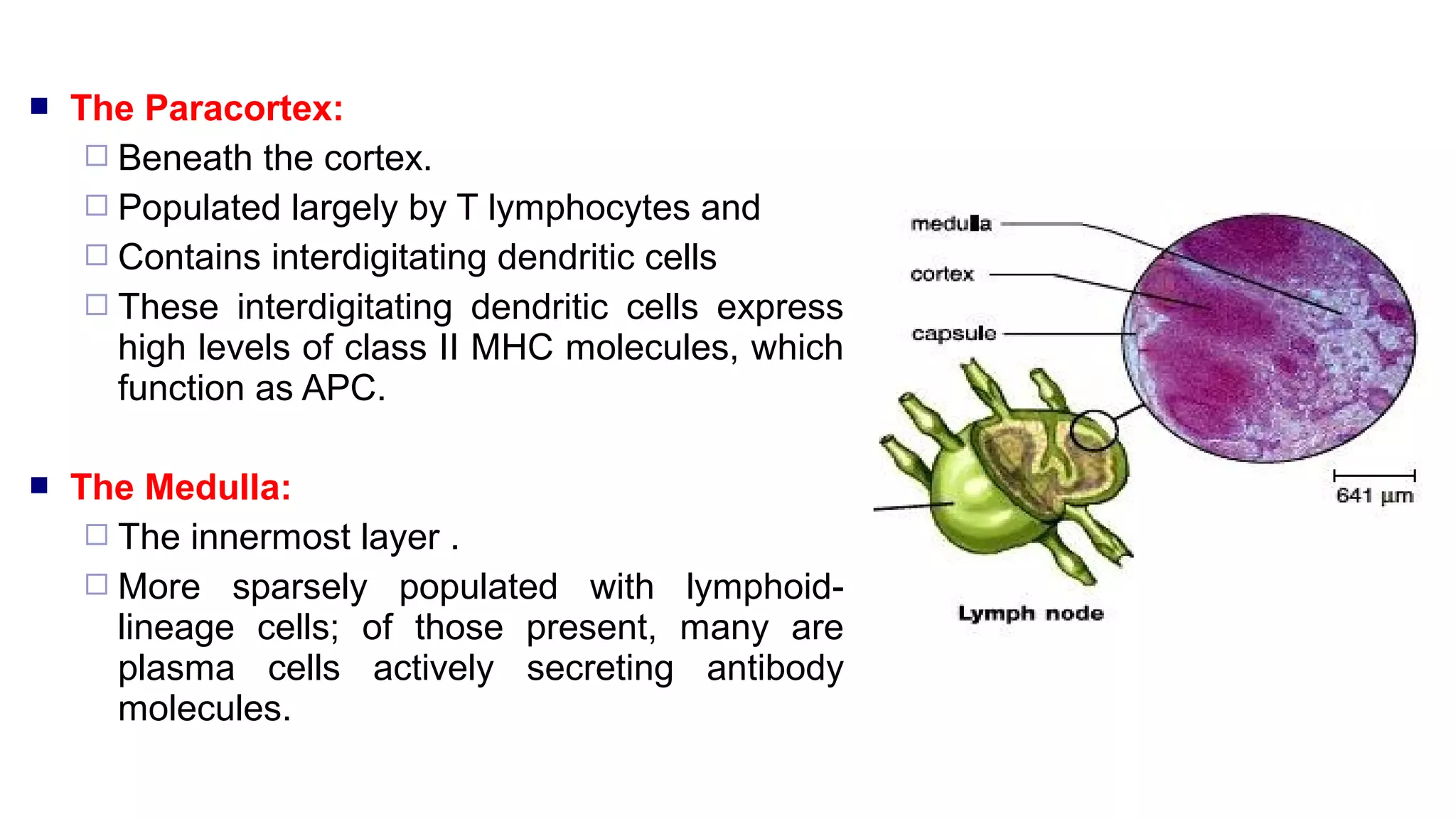 Chapter 2 Basic Immunology ( Cells & Organs) | PPT