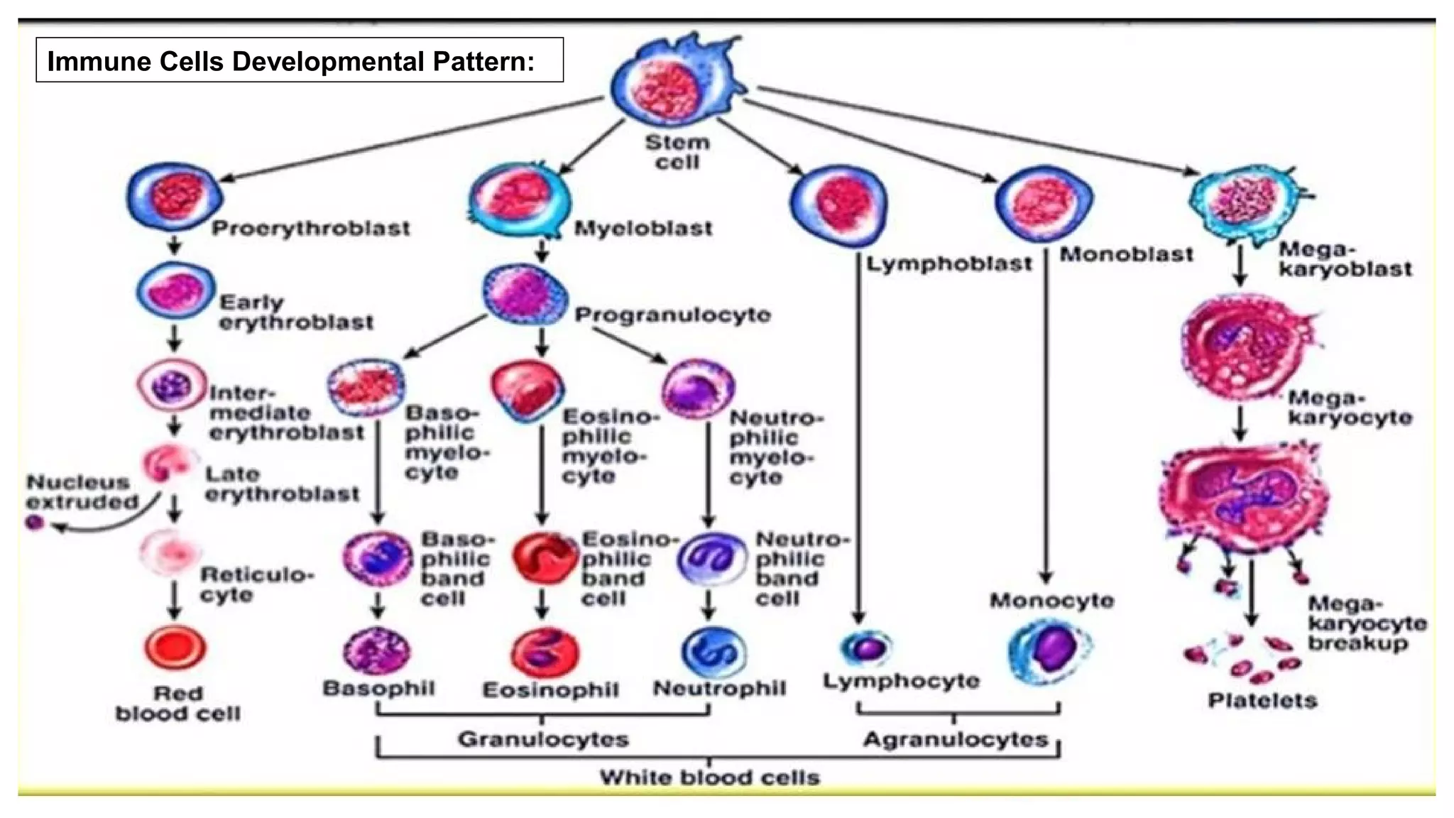 Chapter 2 Basic Immunology ( Cells & Organs) | PPT