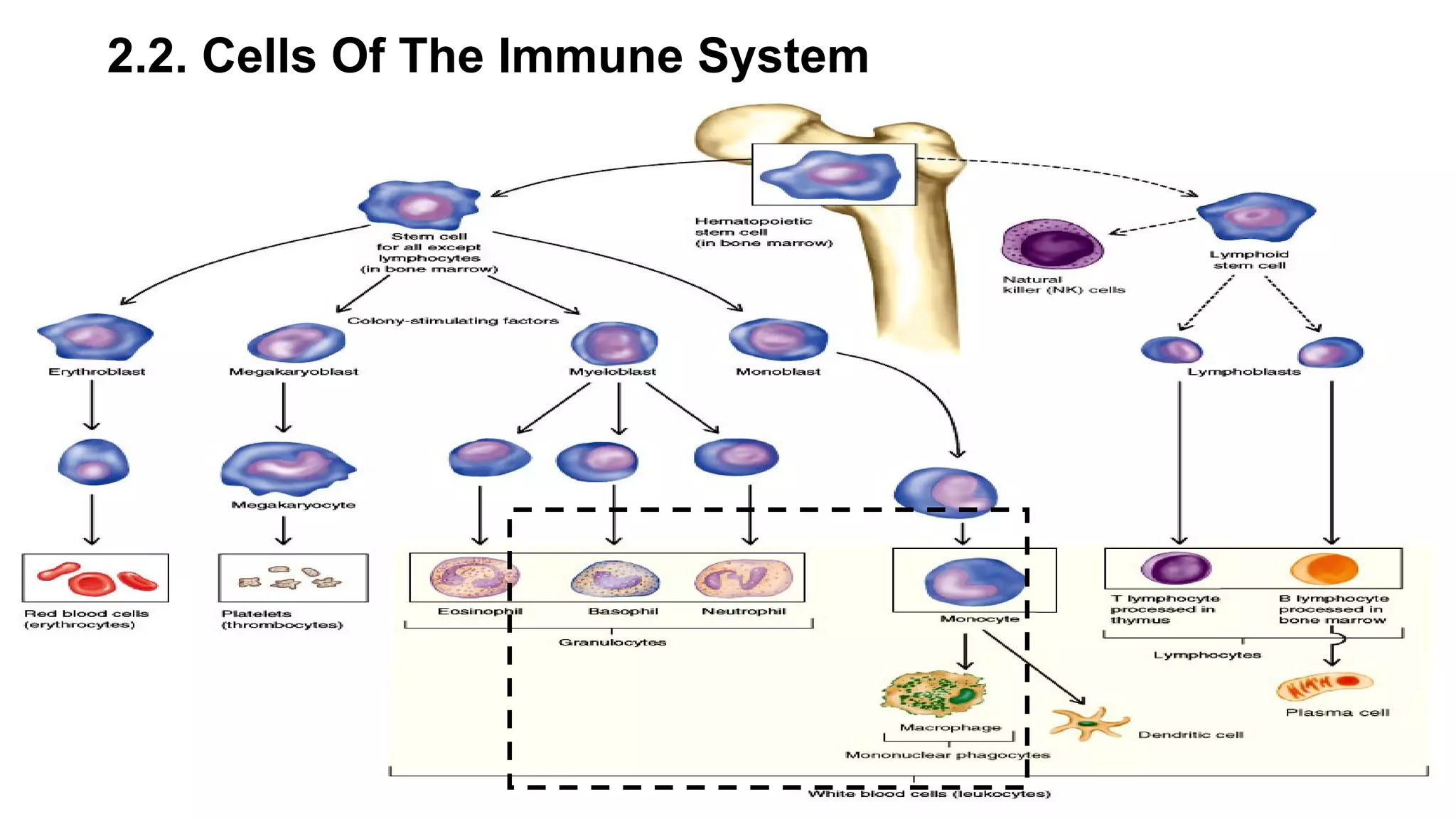 Chapter 2 Basic Immunology ( Cells & Organs) | PPT