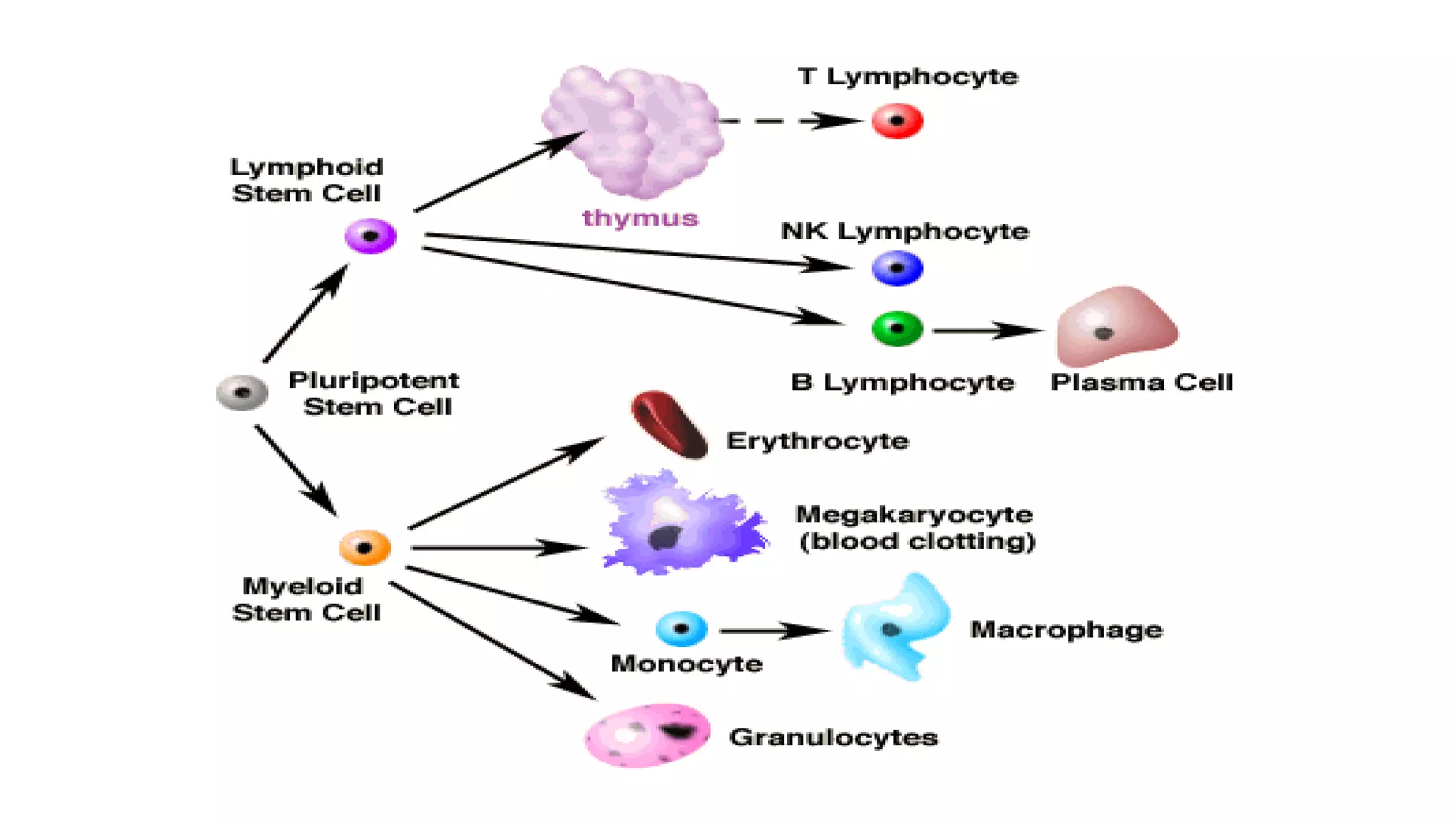 Chapter 2 Basic Immunology ( Cells & Organs) | PPT