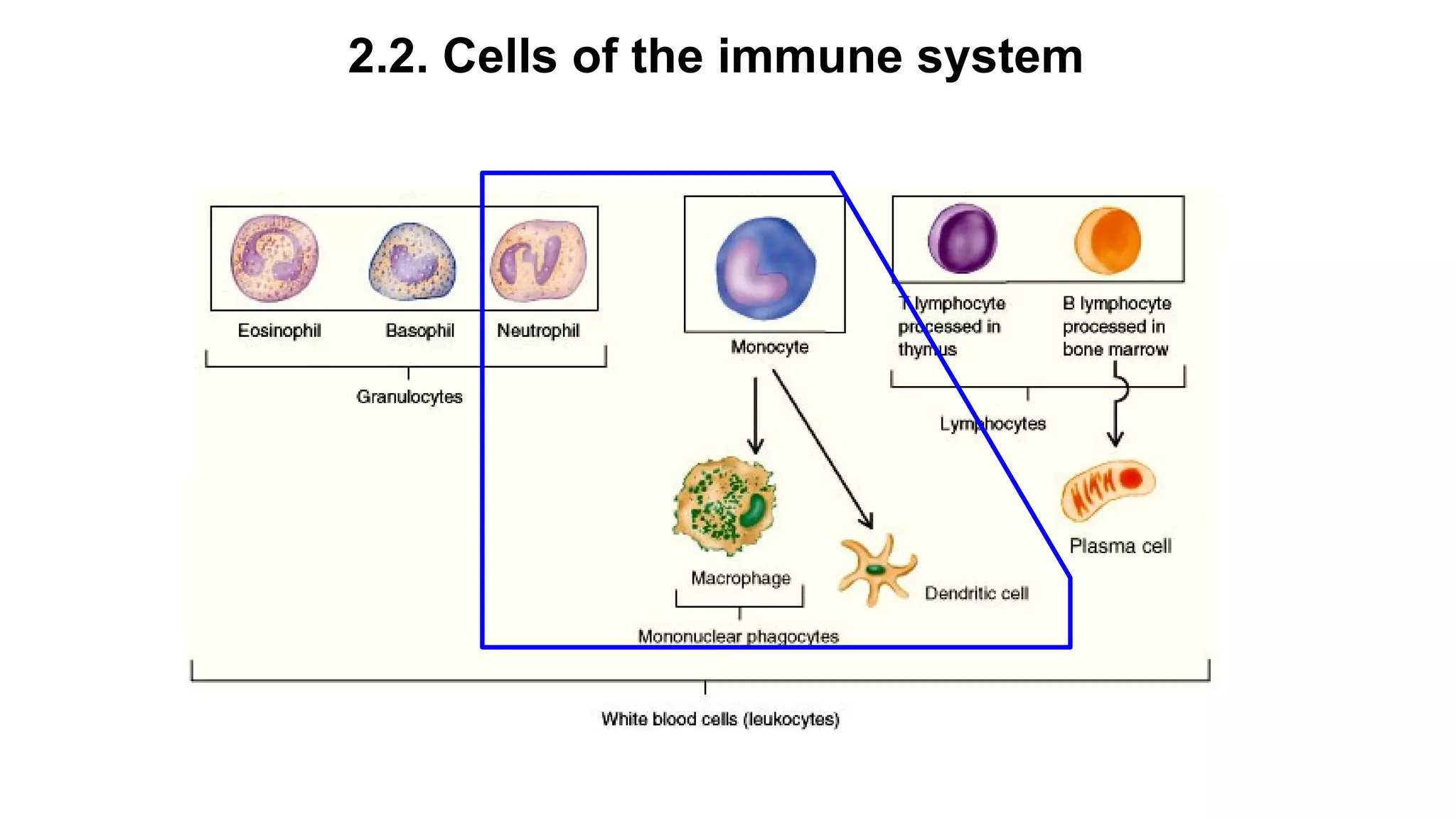 Chapter 2 Basic Immunology ( Cells & Organs) | PPT