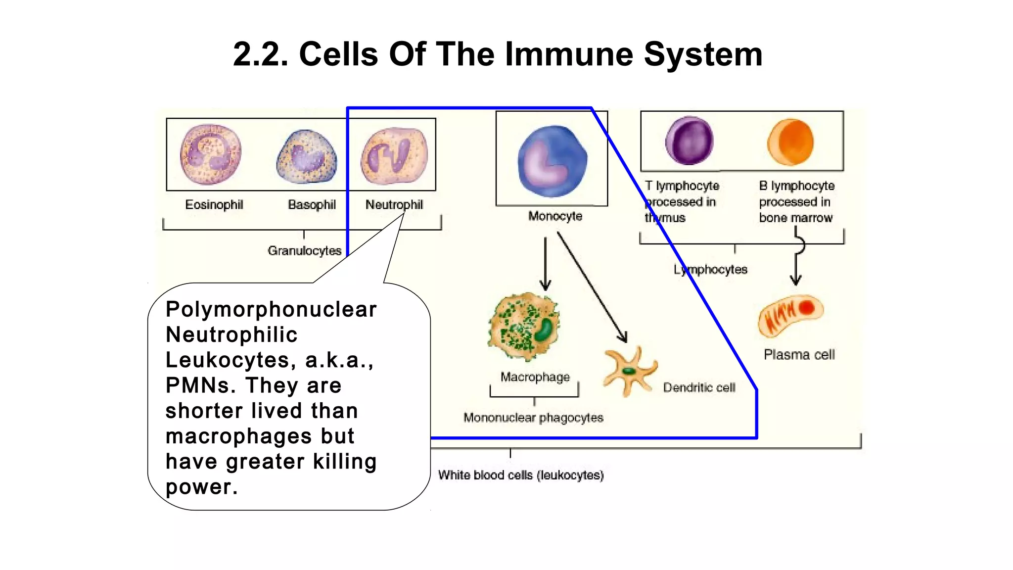 Chapter 2 Basic Immunology ( Cells & Organs) | PPT