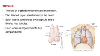 Chapter 2 Basic Immunology ( Cells & Organs) | PPT