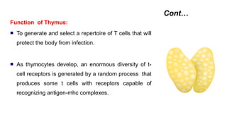 Chapter 2 Basic Immunology ( Cells & Organs) | PPT