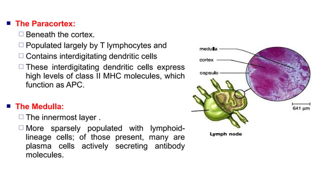Chapter 2 Basic Immunology ( Cells & Organs) | PPT | Biological Sciences | Science