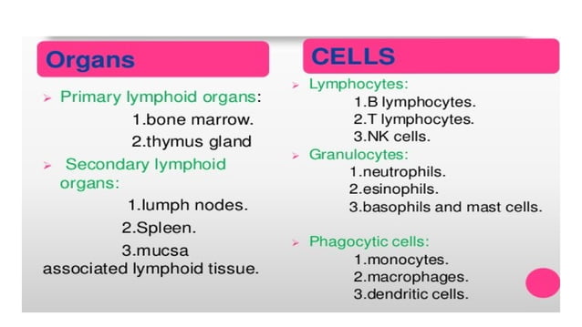 Chapter 2 Basic Immunology ( Cells & Organs) | PPT | Biological Sciences | Science