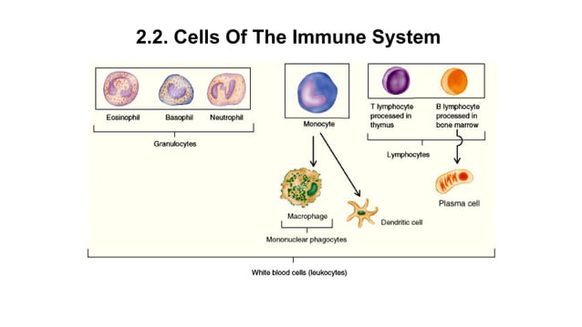 Chapter 2 Basic Immunology ( Cells & Organs) | PPT | Biological ...