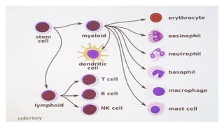 Chapter 2 Basic Immunology ( Cells & Organs) | PPT