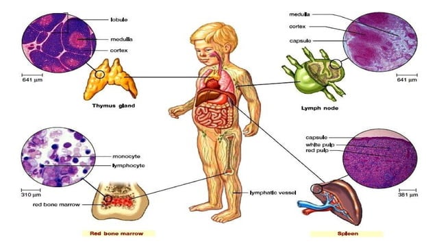 Chapter 2 Basic Immunology ( Cells & Organs) | PPT | Biological Sciences | Science