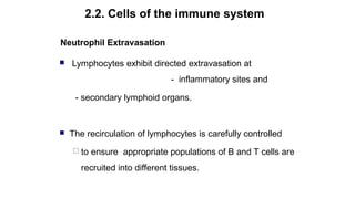 Chapter 2 Basic Immunology ( Cells & Organs) | PPT