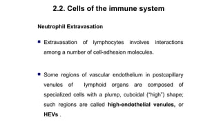 Chapter 2 Basic Immunology ( Cells & Organs) | PPT