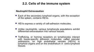 Chapter 2 Basic Immunology ( Cells & Organs) | PPT