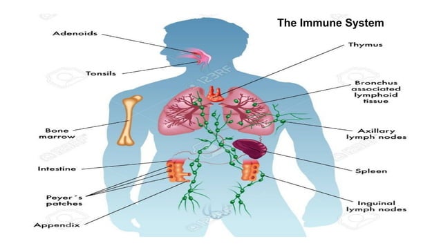 Chapter 2 Basic Immunology ( Cells & Organs)