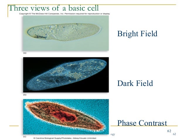 Chapter 2 bio 300 obe