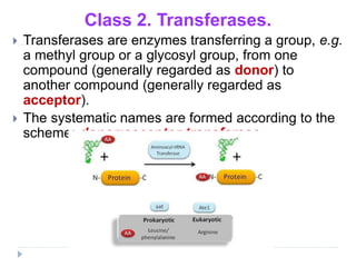 Chapter 2 Biocatalysts and Non-biological Catalysts.pptx