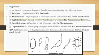 Chapter 2 biological classification main | PPTX | Science