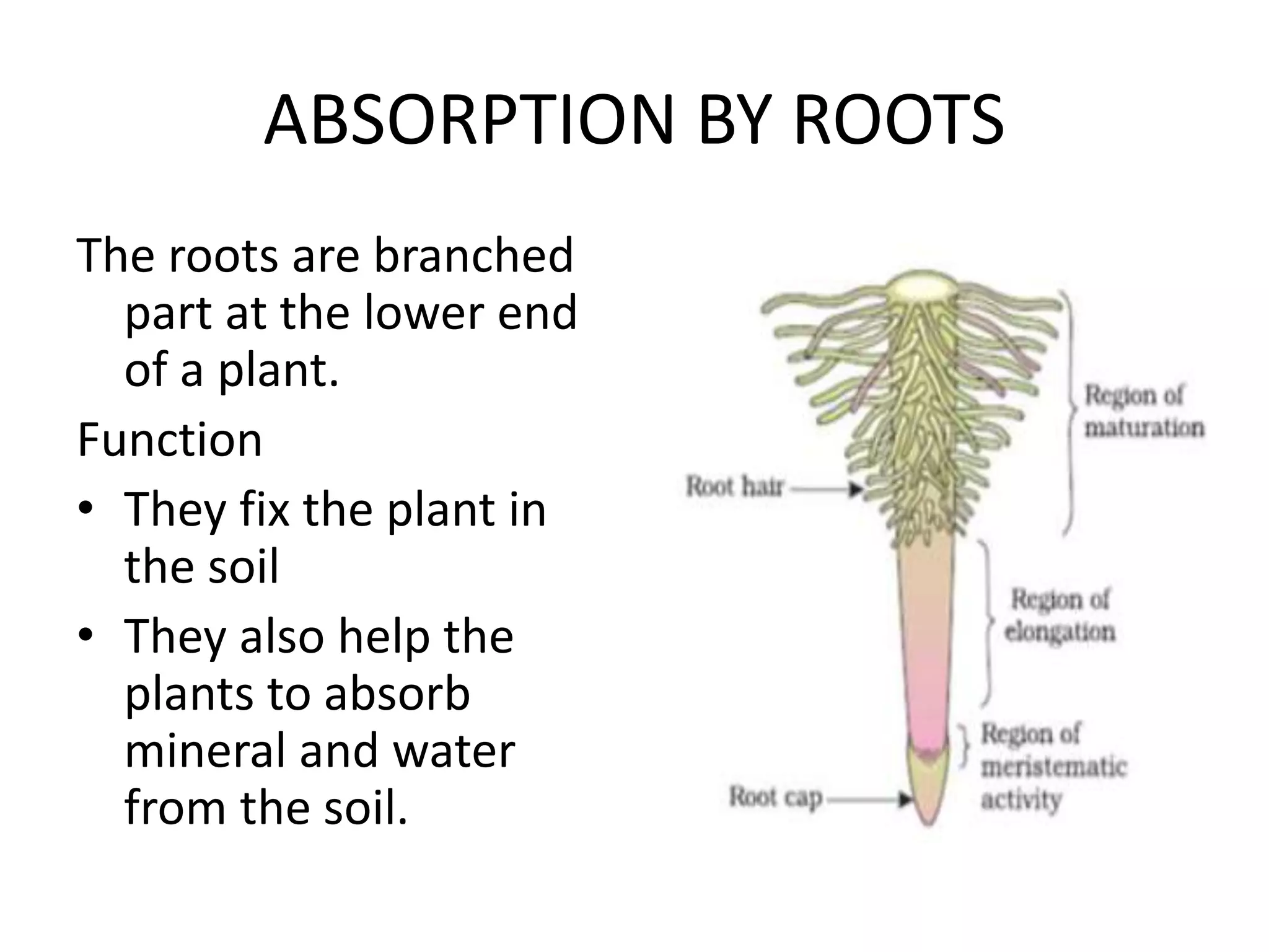 Absorption By Roots ICSE Board Biology | PPTX