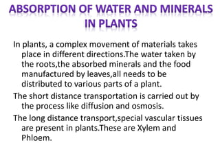 Absorption By Roots ICSE Board Biology | PPTX