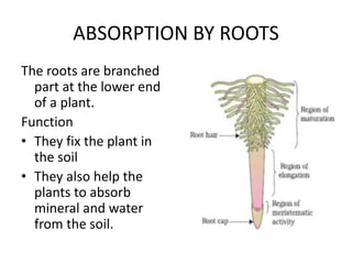 Absorption By Roots ICSE Board Biology | PPTX