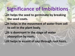 Absorption By Roots ICSE Board Biology | PPTX