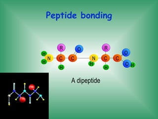 Chapter2 Biology Molecules | PPT