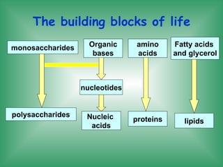Chapter2 Biology Molecules | PPT