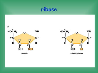 Chapter2 Biology Molecules | PPT