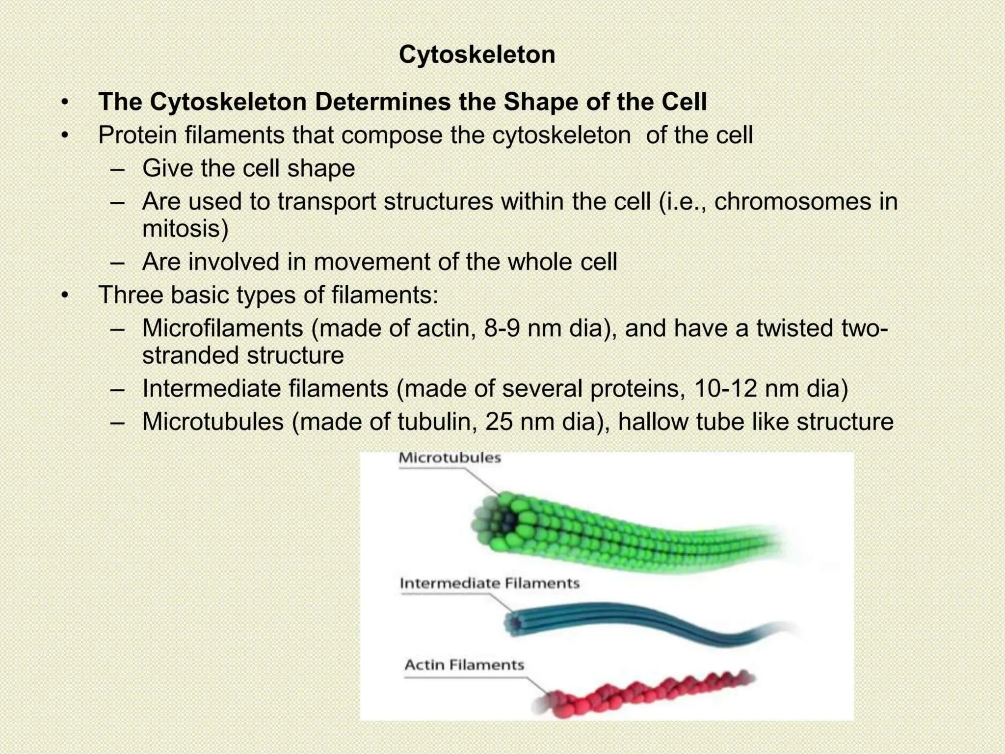 CHAPTER 2 CELL.pptx sturcture of cell- components and its function | PPTX