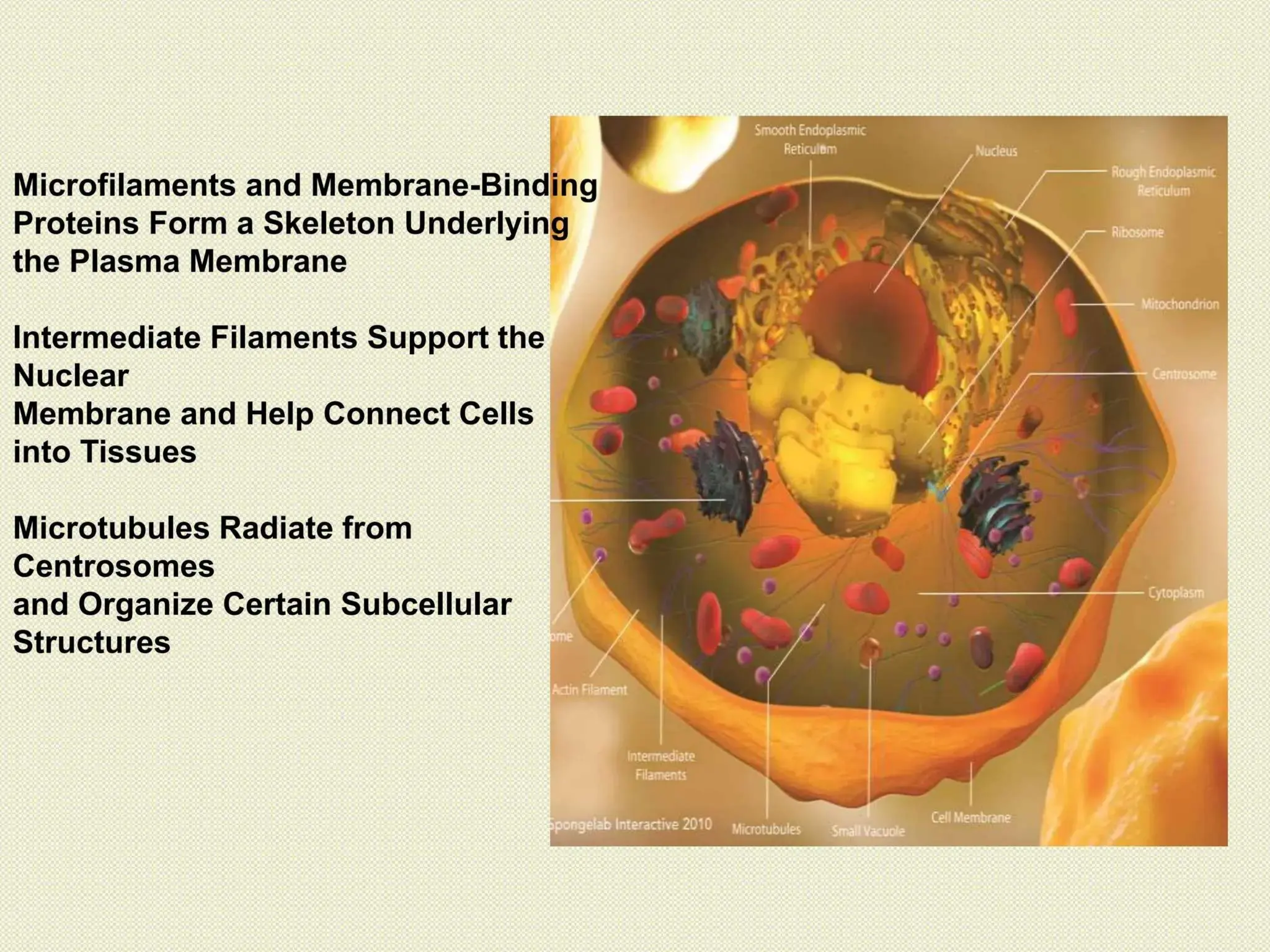 CHAPTER 2 CELL.pptx sturcture of cell- components and its function | PPTX