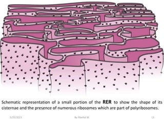 chapter 2 CELL AND TISSUE.pptx