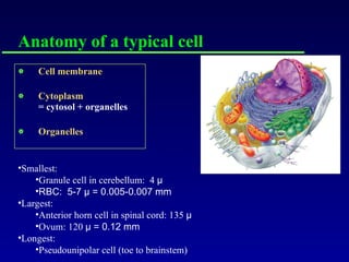 Chapter2 cellmarieb | PPT