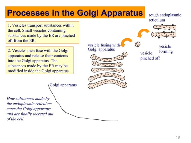 Chapter 2 cells 2011 | PPT