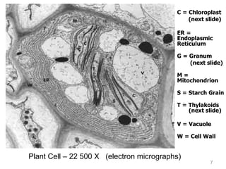 Chapter 2 cells 2011 | PPT | Biological Sciences | Science