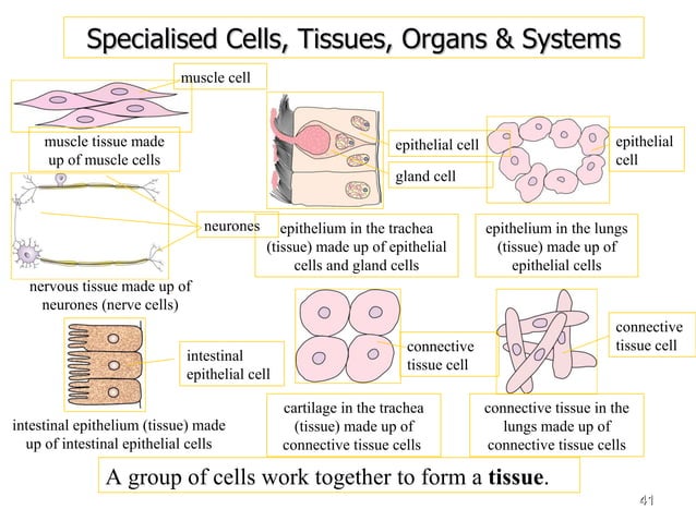 Chapter 2 cells 2011