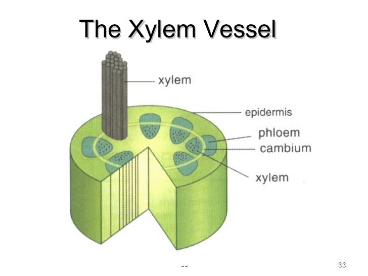 Chapter 2 cells 2011