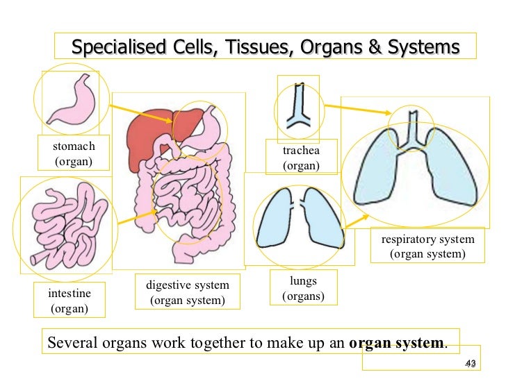 Chapter 2 cells 2011