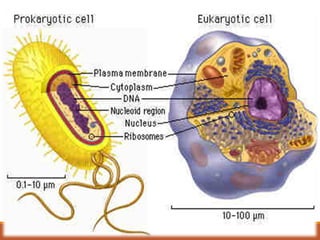 Chapter 2 : Cell Structure and Functions | PDF