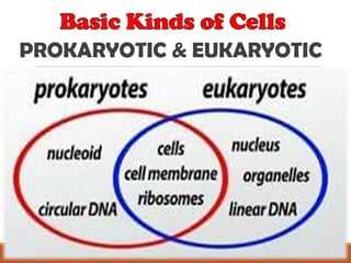 Chapter 2 : Cell Structure and Functions | PDF