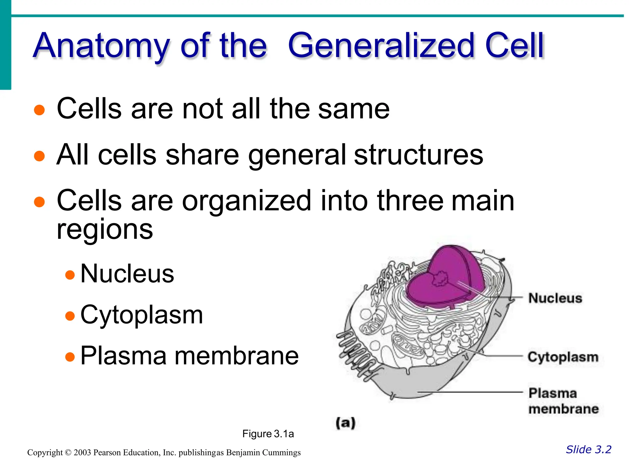 Chapter 2 Cellular Structure & Physiology.pdf
