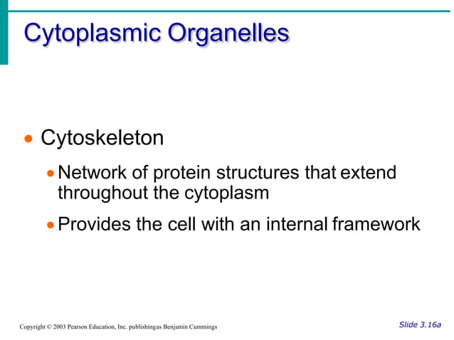 Chapter 2 Cellular Structure & Physiology.pdf