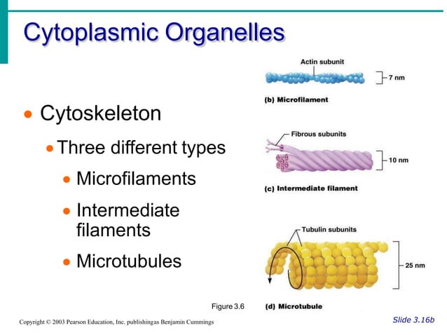 Chapter 2 Cellular Structure & Physiology.pdf