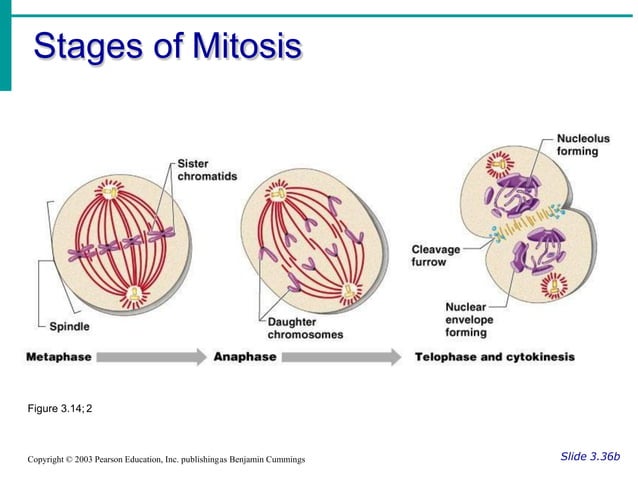 Chapter 2 Cellular Structure & Physiology.pdf