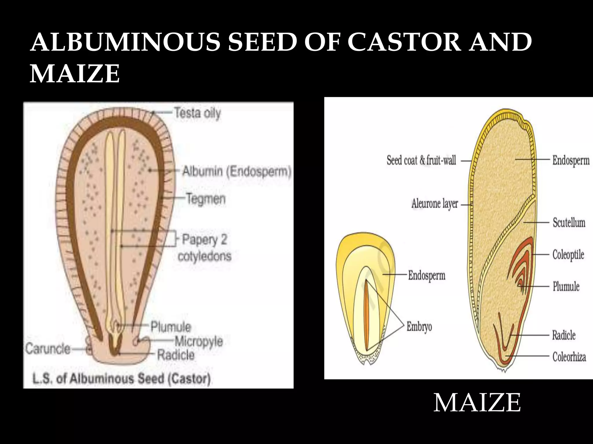 Sexual Reproduction in Flowering Plants | PPTX