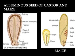 Sexual Reproduction in Flowering Plants | PPTX