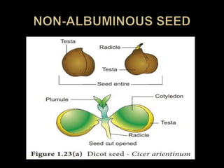 Sexual Reproduction in Flowering Plants | PPTX
