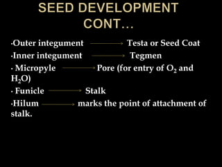 Sexual Reproduction in Flowering Plants | PPTX