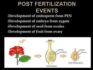Post Fertilization In Plants