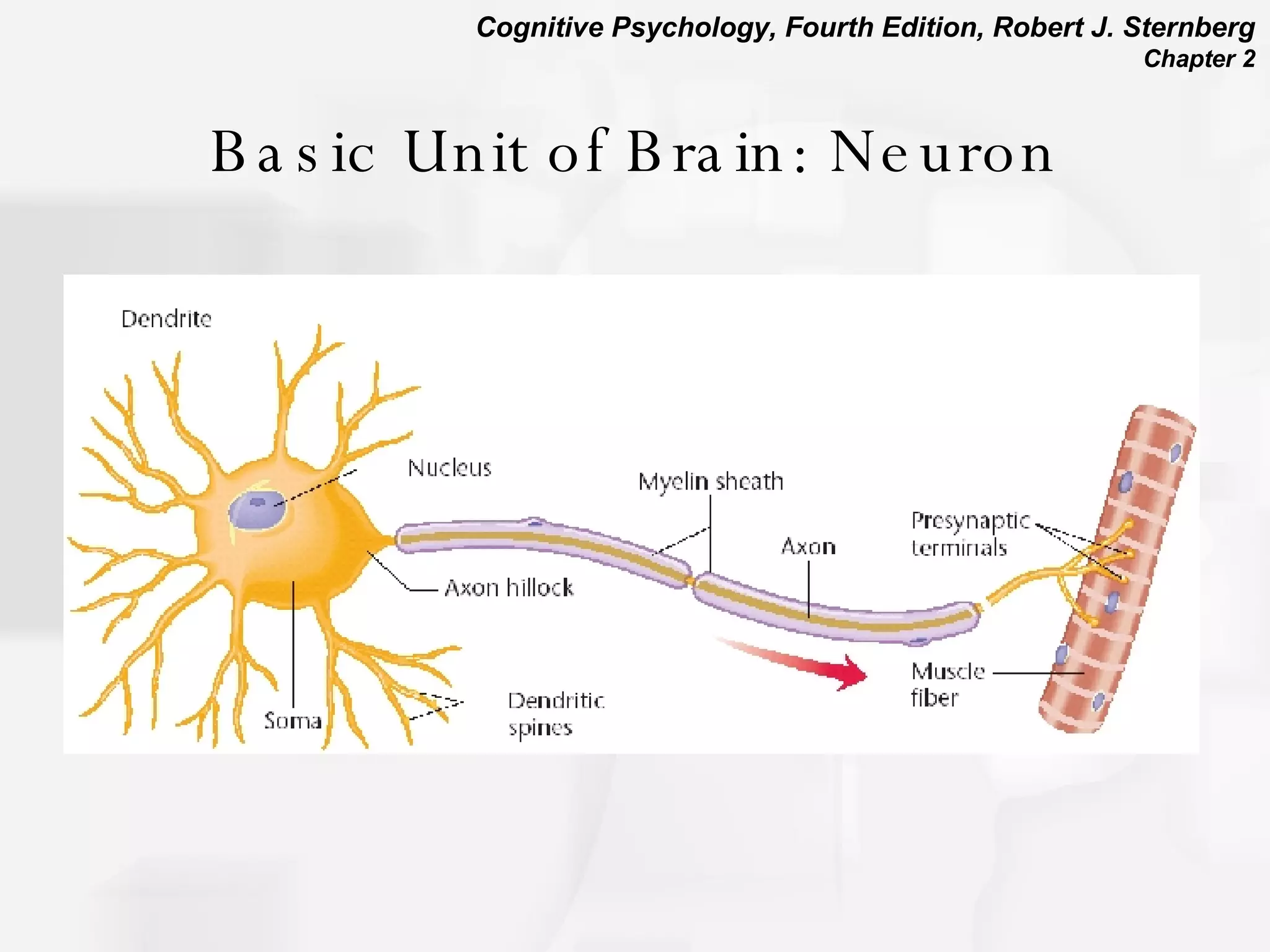 Chapter2 Cognitive Neuroscience Ppt