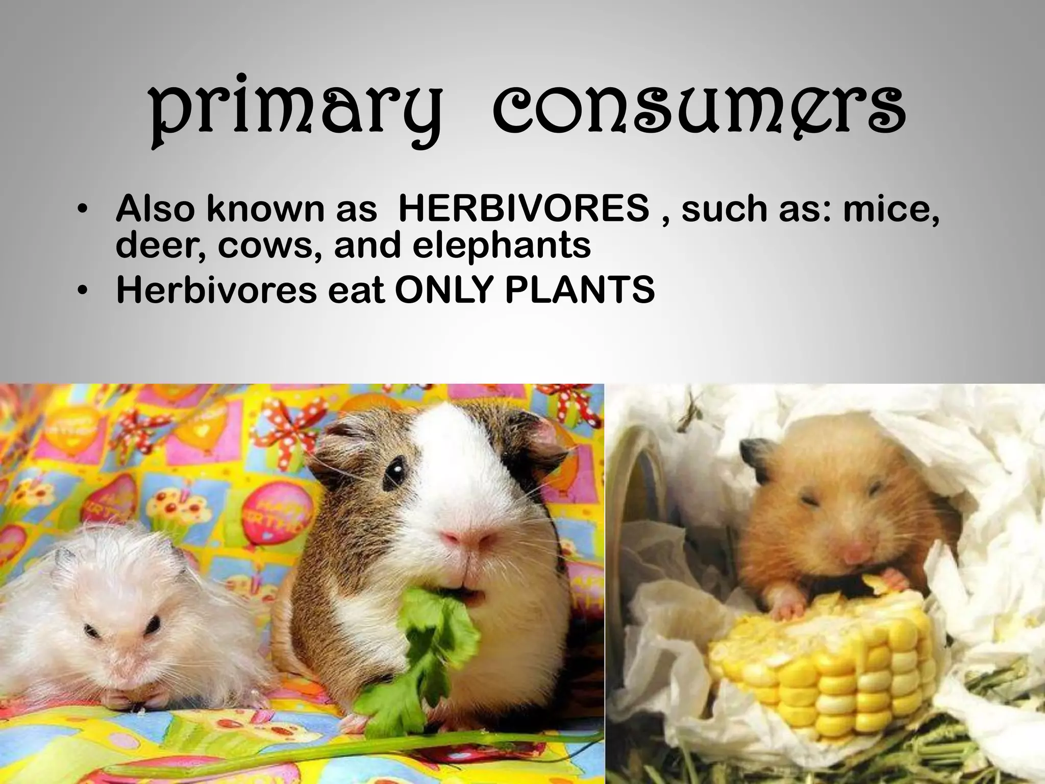 Ecology and Ecosystem | PDF